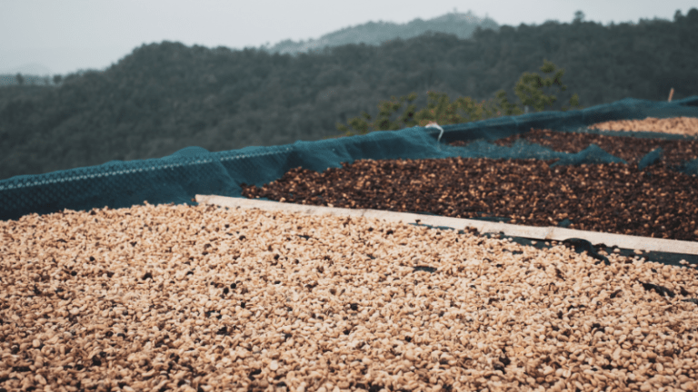 コーヒーの精製方法について | connex magazine